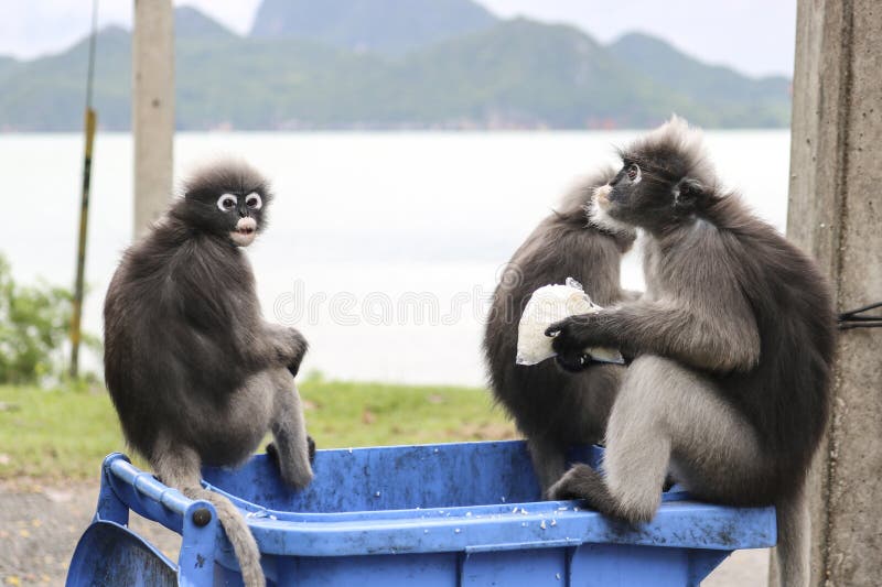 A Male Dusky Leaf Monkey Has Taken a Bag of Boiled Rice Out of a ...