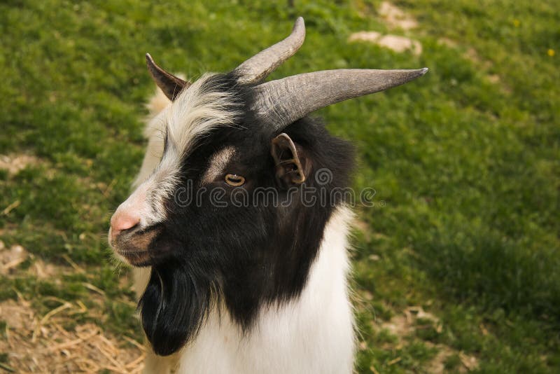Male of dwarf tibetan goat stock photo. Image of beauty - 70137184