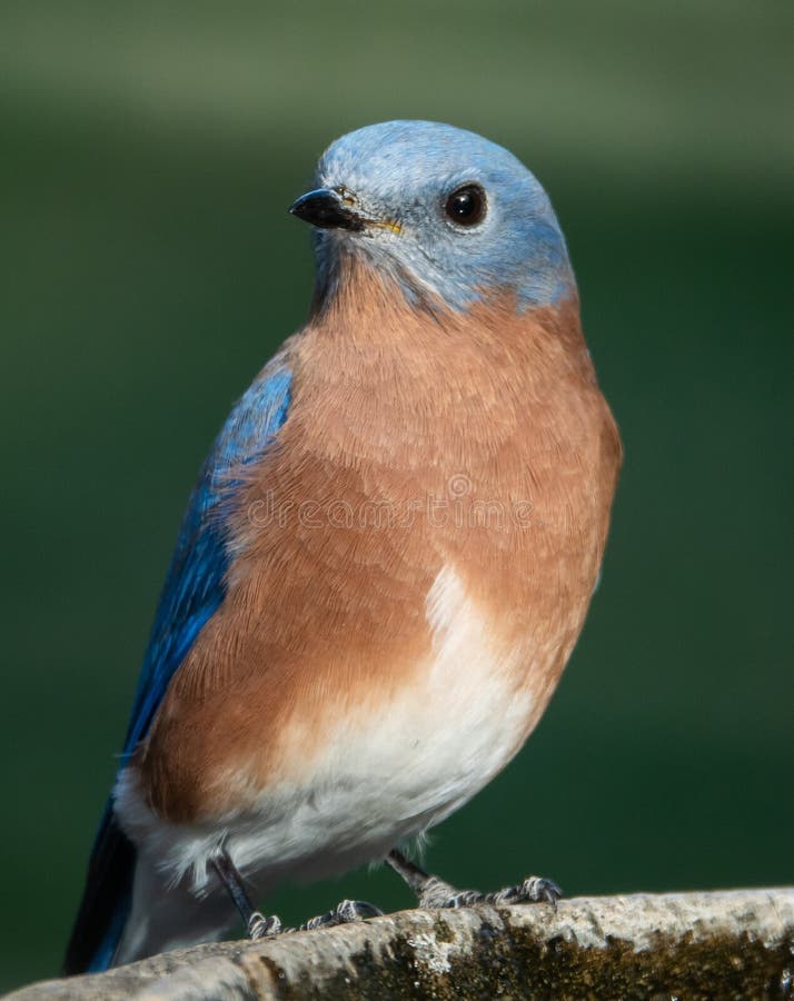 Male Eastern Blue Bird in Bright Sunlight Stock Image - Image of sialia ...