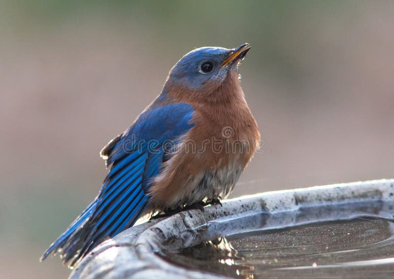 Male Eastern Blue Bird stock image. Image of backyard - 107081709