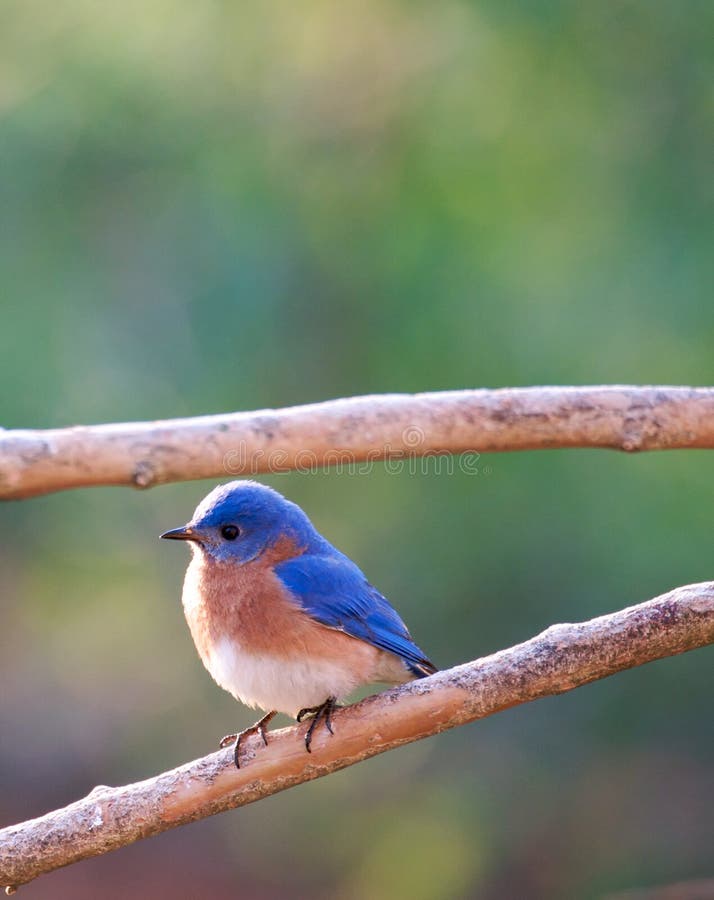 Bluebird in Spring stock photo. Image of nature, beak - 5141016