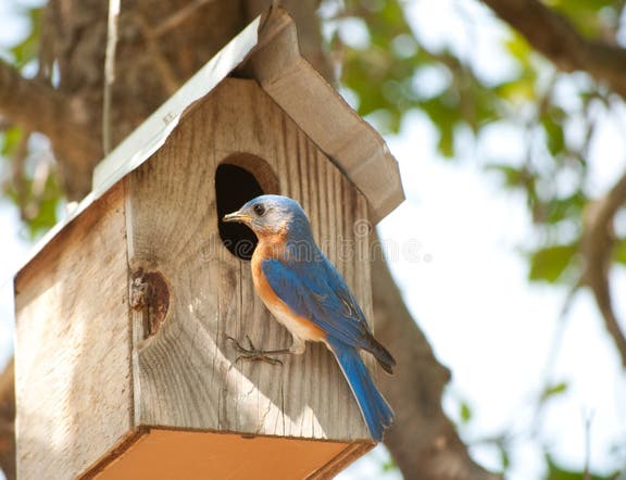 Eastern Bluebird Migration Map Stock Photos - Free & Royalty-Free Stock ...