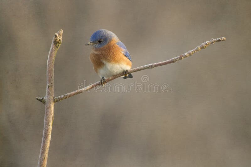 Male Eastern Bluebird with One Eye on an Insect Stock Image - Image of ...