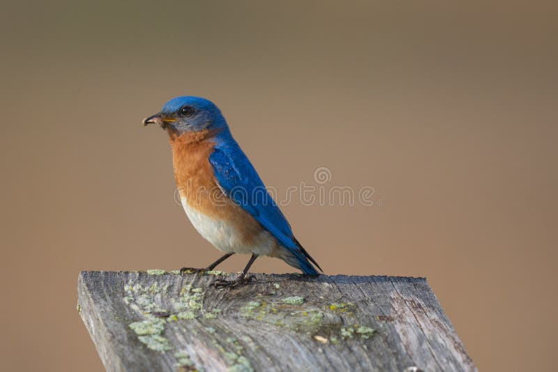 Male Eastern Bluebird Perched on Nesting Box Stock Image - Image of ...