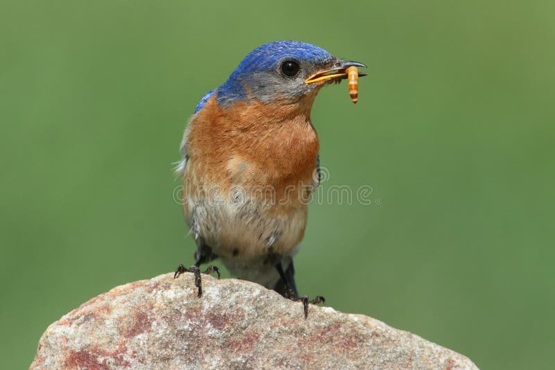 Bird Carrying Rock Stock Photos - Free & Royalty-Free Stock Photos from ...