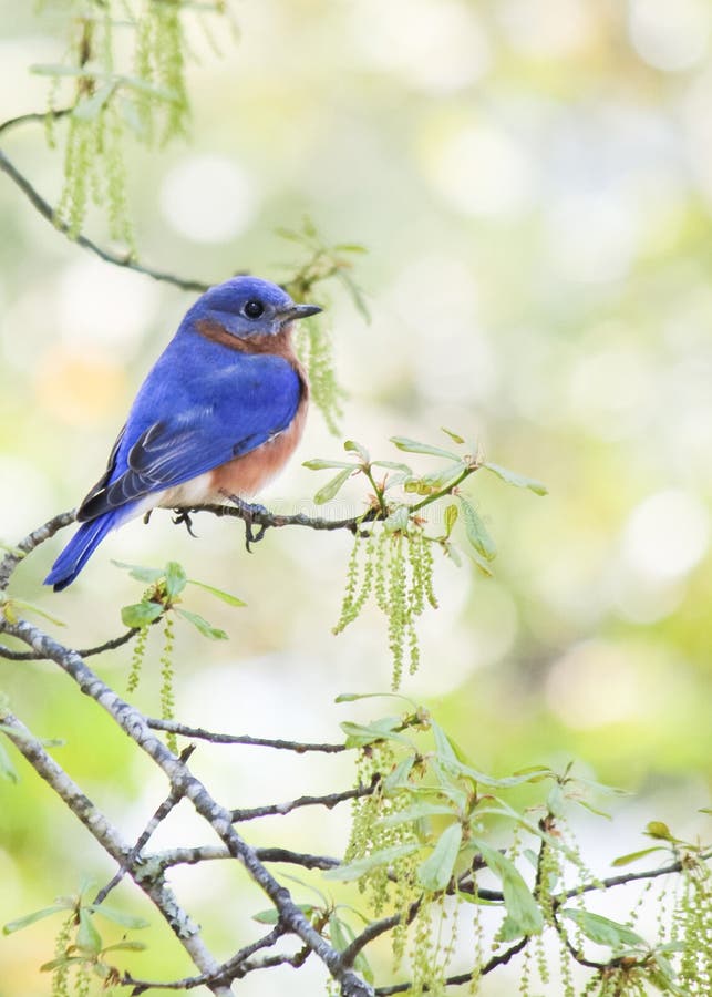 Male Eastern Bluebird stock image. Image of bird, tree - 45623139