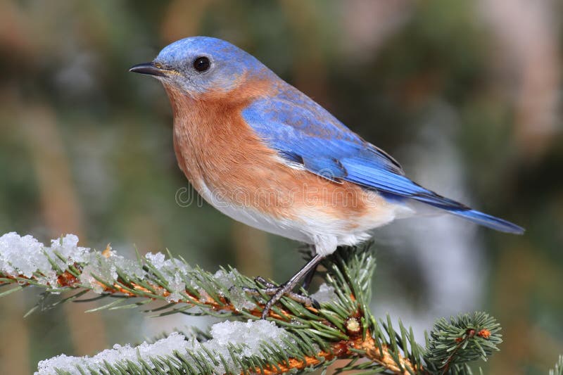 Male Eastern Bluebird in Snow Stock Photo - Image of eastern, blue ...