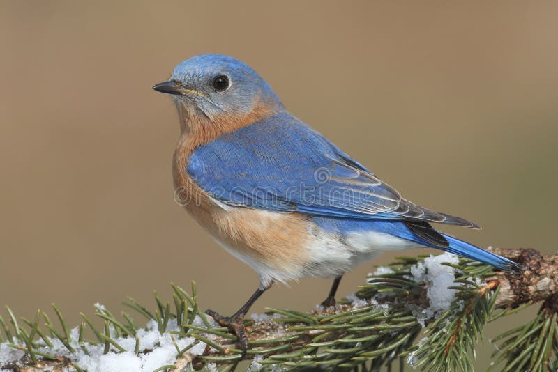 Male Eastern Bluebird in Snow Stock Photo - Image of wing, nature: 66437632