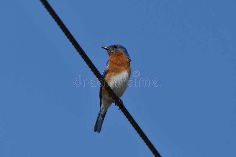 Male Eastern Bluebird on a Wire Stock Photo - Image of nature, songbird ...