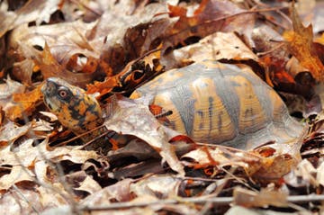 Eastern Box Turtle in Leaf Litter Stock Image - Image of scutes ...