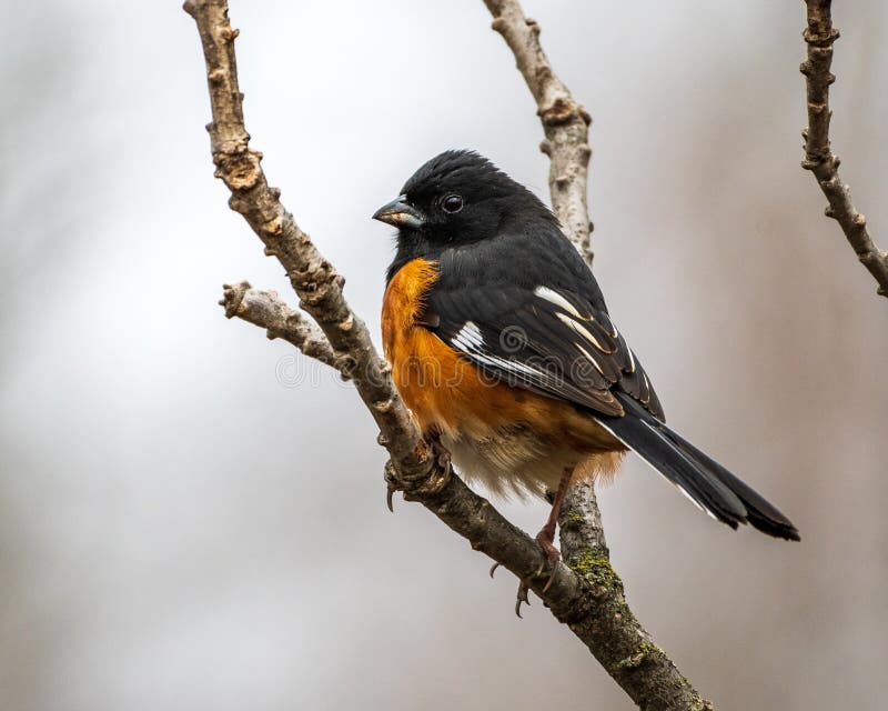 Male Eastern Towhee Perched on Branch Stock Image - Image of wildlife ...