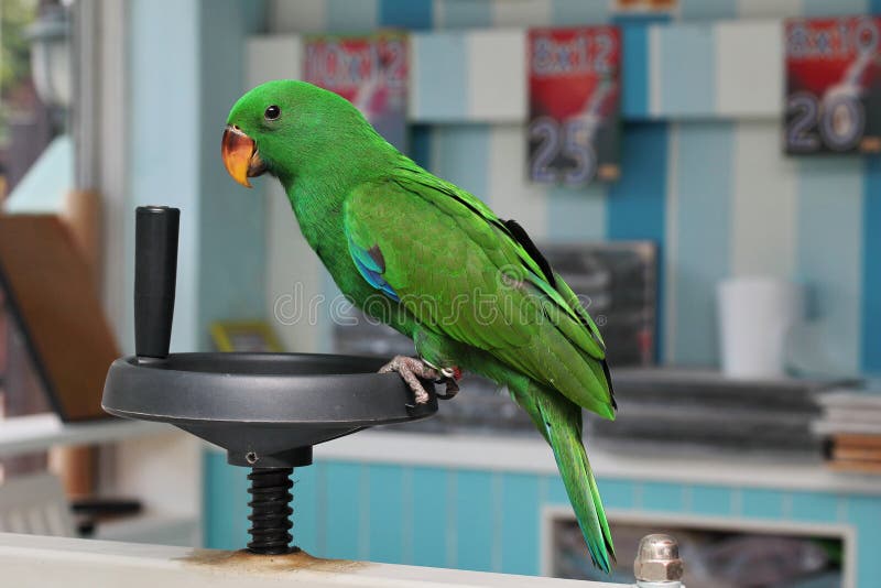 Male Eclectus Parrot, Age Two Months. Stock Image - Image of budgie ...