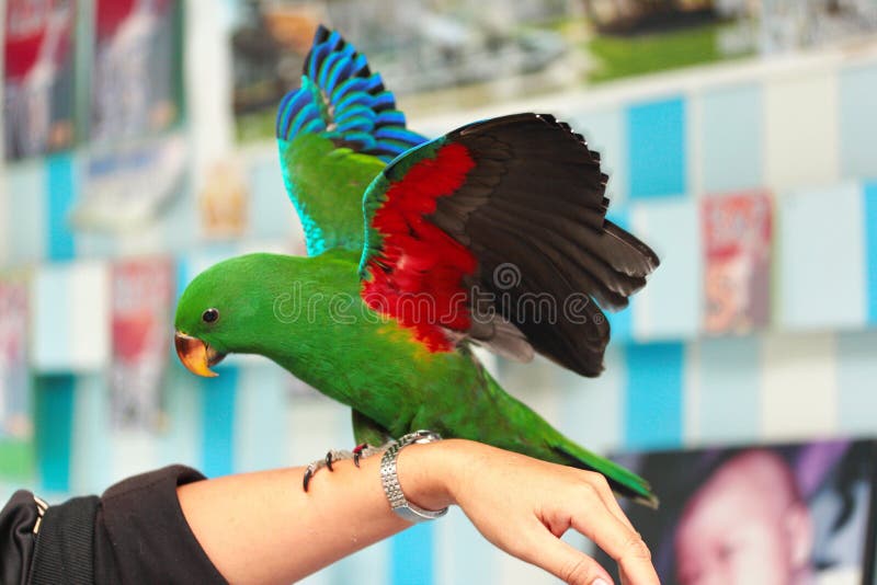 Male Eclectus Parrot, Age Two Months. Stock Image - Image of perch ...