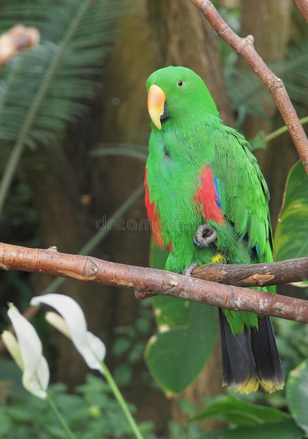 Male Eclectus Parrot (Eclectus Roratus) Stock Photo - Image of roratus ...