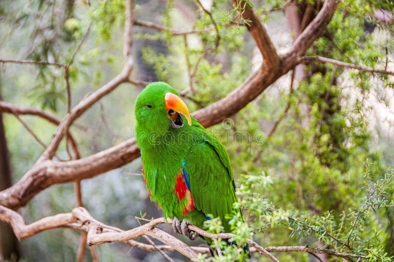 Male Eclectus Parrot with Mouth Open Stock Photo - Image of exotic ...