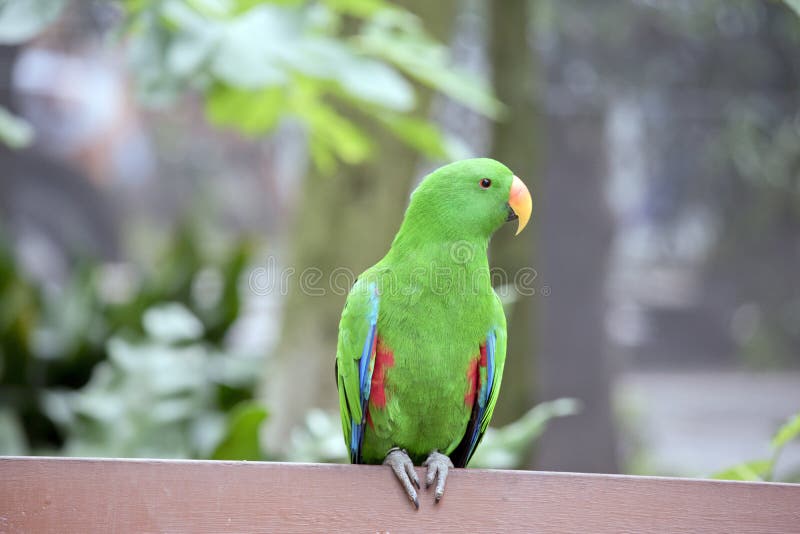 The Male Eclectus Parrot is Resting 9on a Bench Stock Photo - Image of ...