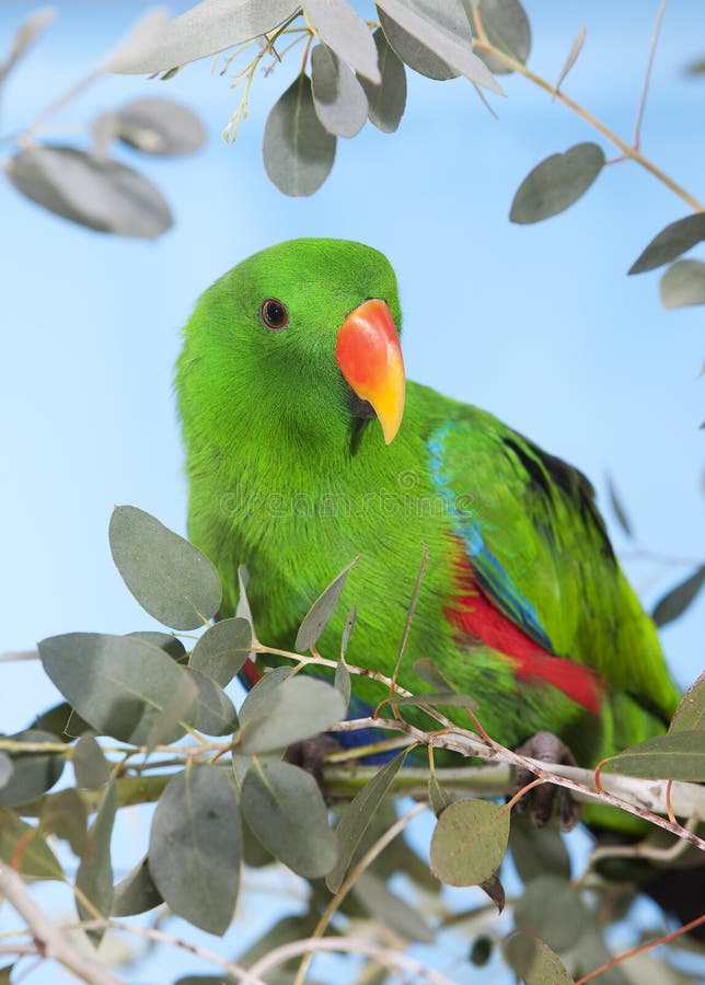 MALE ECLECTUS PARROT Eclectus Roratus Stock Photo - Image of eclectus ...