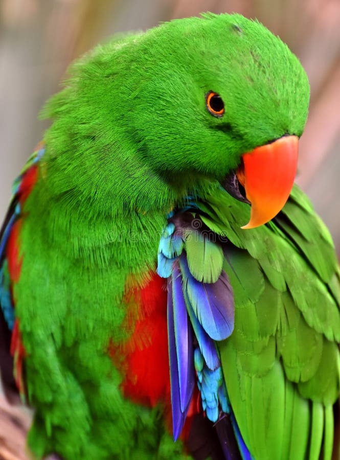 Male Eclectus Parrot stock image. Image of feather, south - 94949067