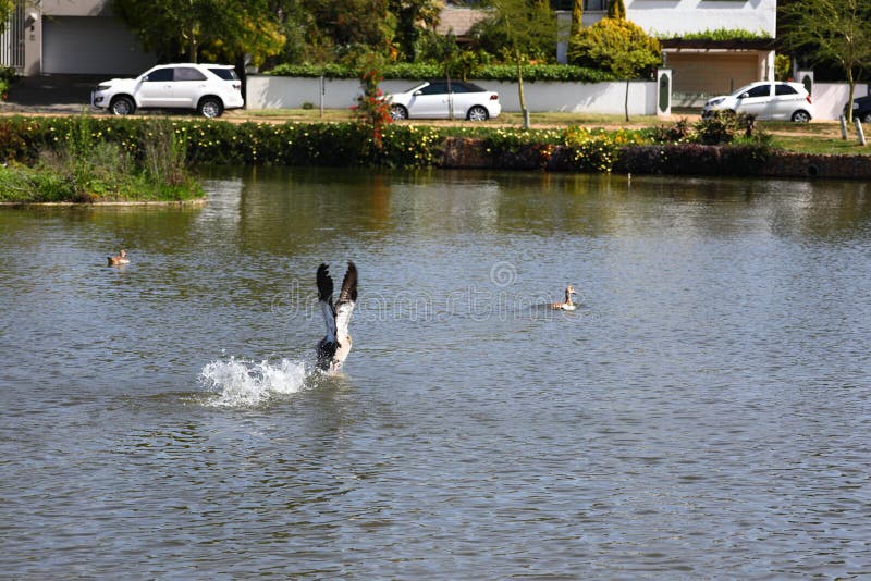 A Male Egyptian Goose Chasing Another Male Goose Stock Photo - Image of ...
