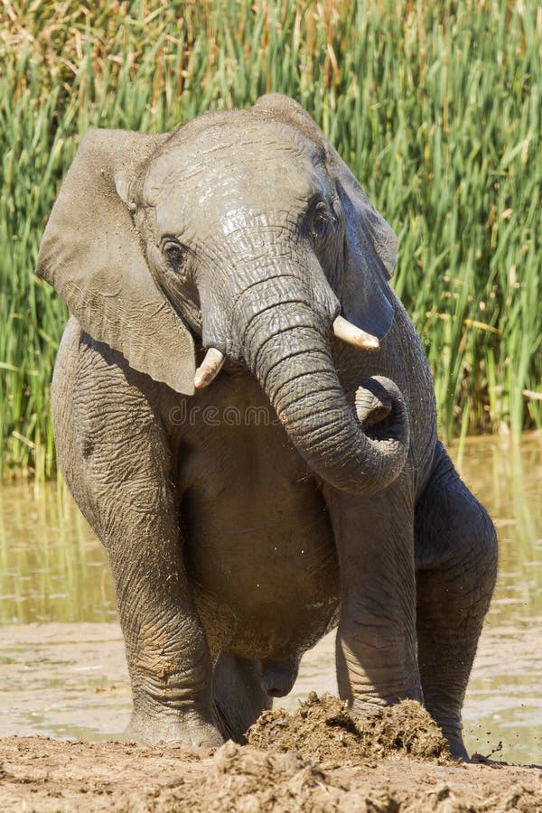 Male Elephant stock photo. Image of powerful, brown, dangerous - 22827244