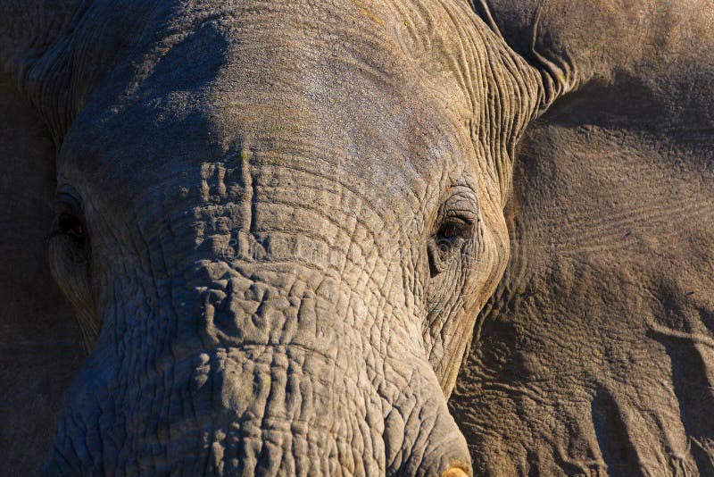 Male elephant stock photo. Image of tusk, nature, elephant - 68452720