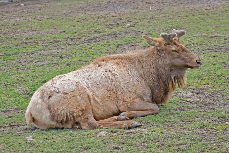 A Male Elk stock photo. Image of game, nature, animal - 9019866