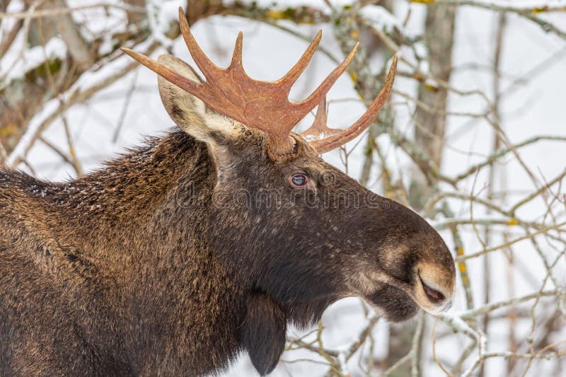 Male Elk with Antlers in Winter Forest Stock Photo - Image of antler ...