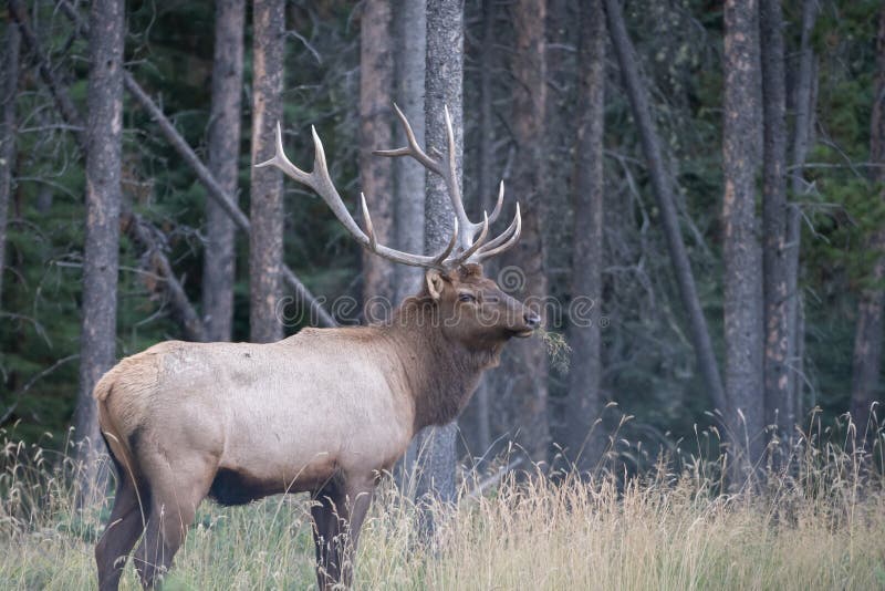 Male Elk with Big Antlers Standing in the Forest , Jasper NP, Canada ...