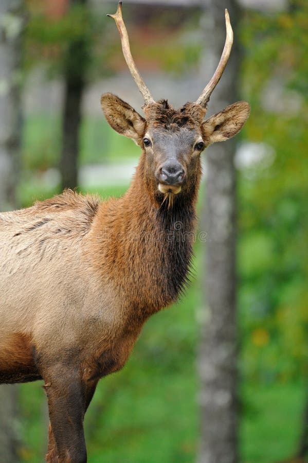 Male Elk eating - Bull stock image. Image of male, grass - 21456613