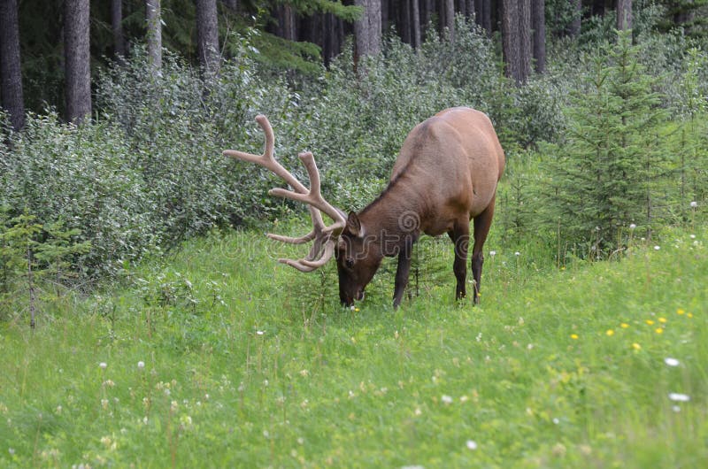 Male Elk eating grass stock photo. Image of nature, bushes - 64547514