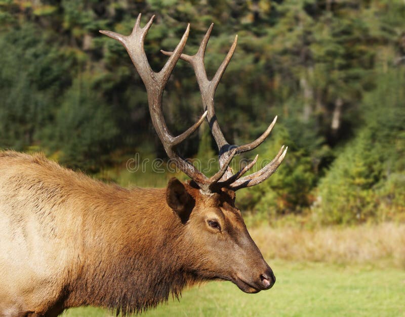 Male elk in rut stock photo. Image of buck, animal, fauna - 45344262