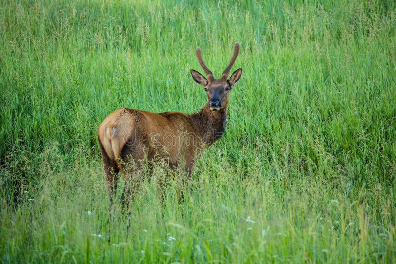 Young Male Elk Small Horns Colorado Photos - Free & Royalty-Free Stock ...