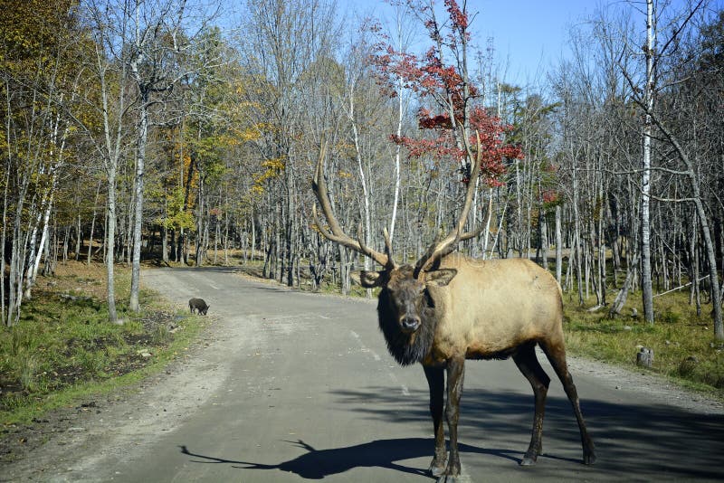 Male Elk Walking Path Stock Photos - Free & Royalty-Free Stock Photos ...