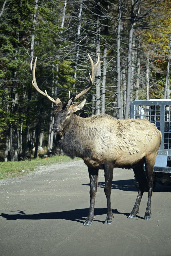 Male Elk Walking Path Photos - Free & Royalty-Free Stock Photos from ...
