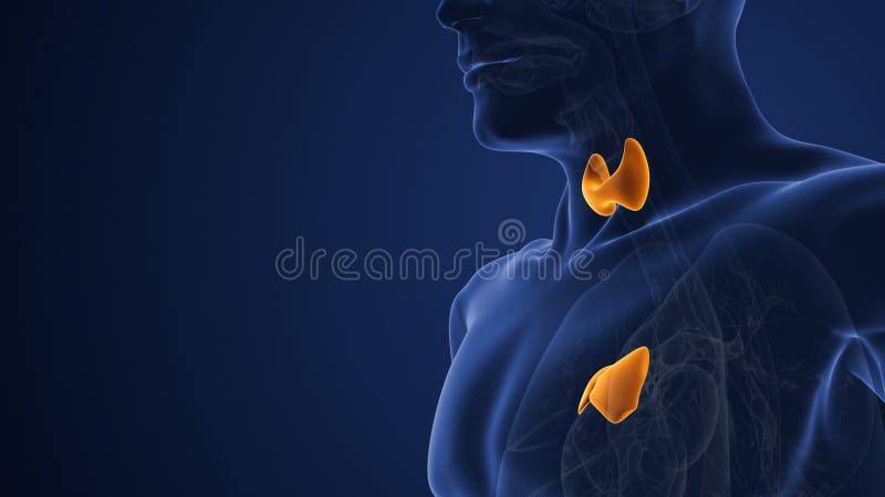 Male Muscarinic Acetylcholine Receptor Endocrine System Stock ...