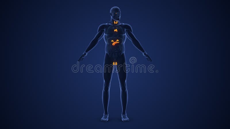 Muscarinic Acetylcholine Receptors or the Male Endocrine System Stock ...