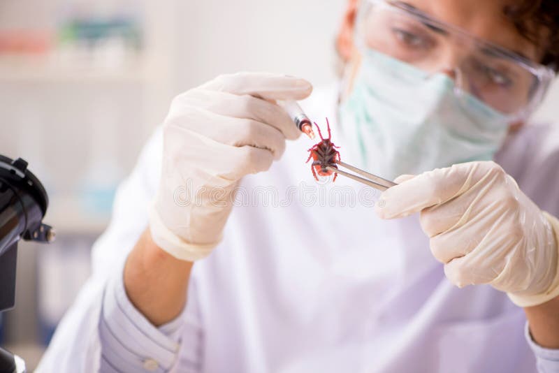 Entomologist 12 stock photo. Image of flashlight, scientist - 15513322