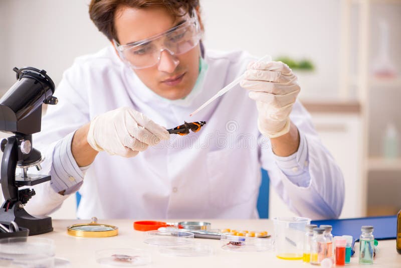 The Male Entomologist Working in the Lab on New Species Stock Photo ...