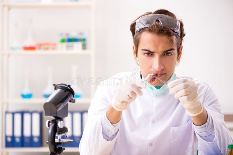 The Male Entomologist Working in the Lab on New Species Stock Photo ...
