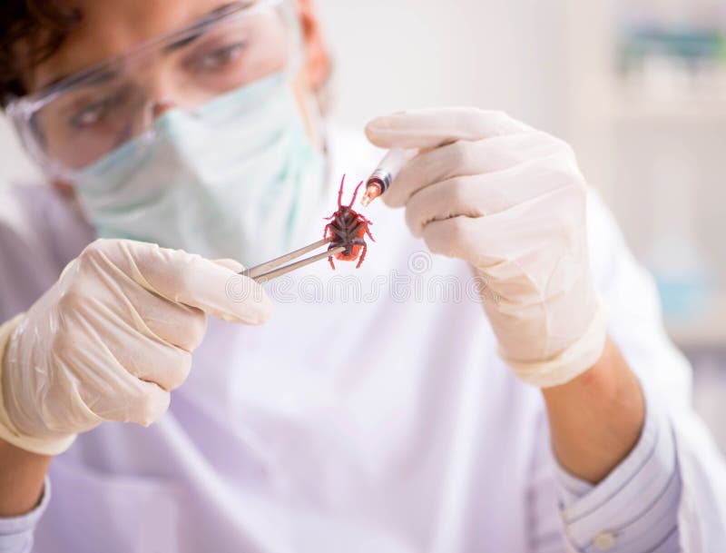 Male Entomologist Working in the Lab on New Species Stock Photo - Image ...