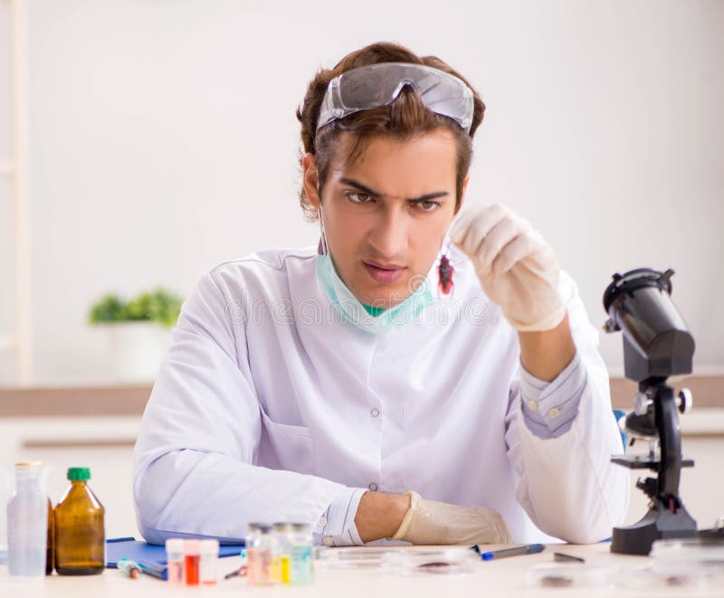 Male Entomologist Working in the Lab on New Species Stock Photo - Image ...