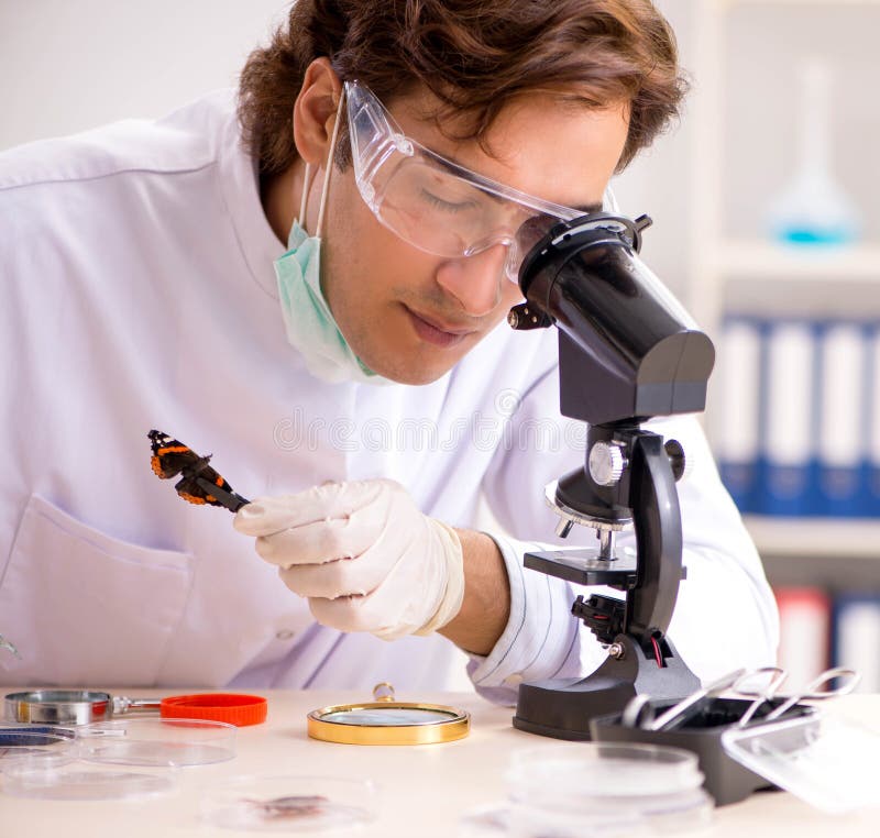 Male Entomologist Working in the Lab on New Species Stock Photo - Image ...