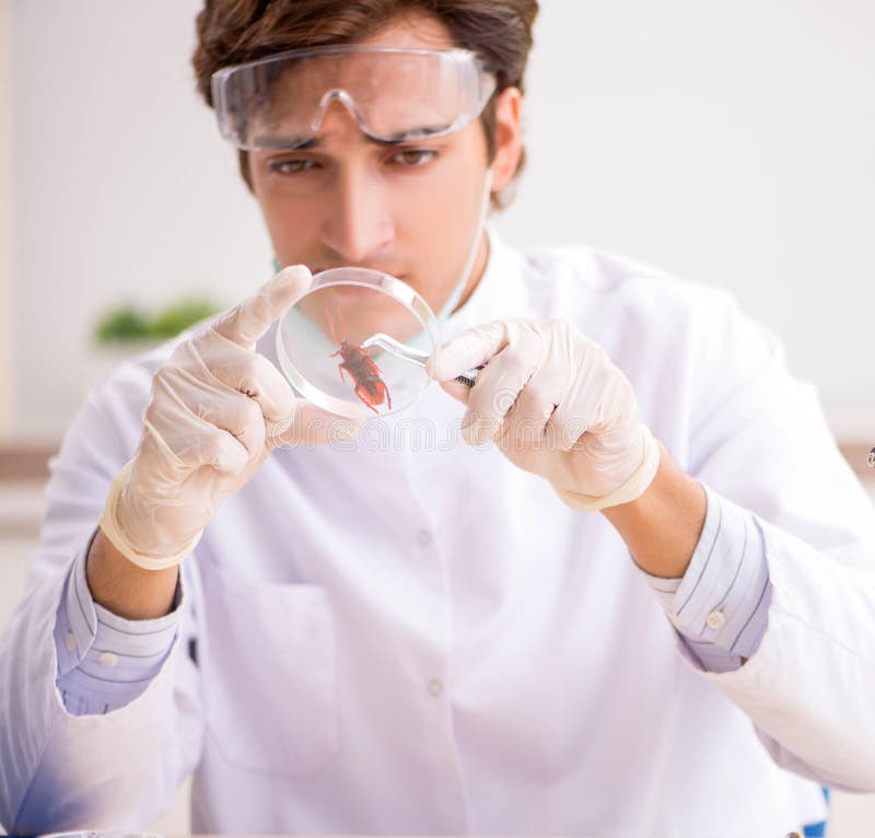 The Male Entomologist Working in the Lab on New Species Stock Image ...