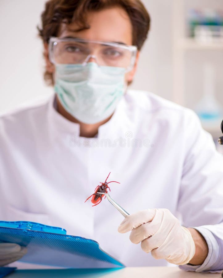 Male Entomologist Working in the Lab on New Species Stock Image - Image ...