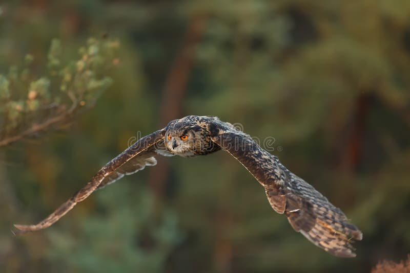 Male Eurasian Eagle-owl Bubo Bubo Flies and Has Big Wings Stock Image ...