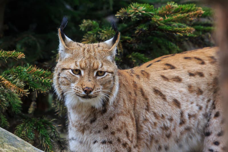 Male Eurasian Lynx Lynx Lynx Close Up Portrait Stock Image - Image of ...