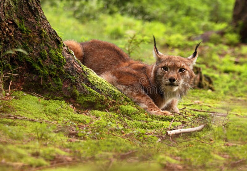 Male Eurasian Lynx Lurking in the Clearing Stock Photo - Image of ...