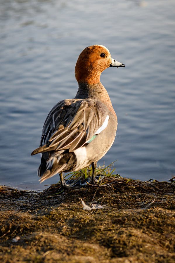 Male Eurasian Wigeon in a Natural Environment Stock Image - Image of ...