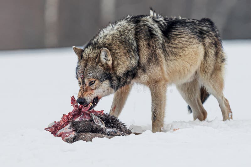 Male Eurasian Wolf (Canis Lupus Lupus) Commands Respect Stock Image ...