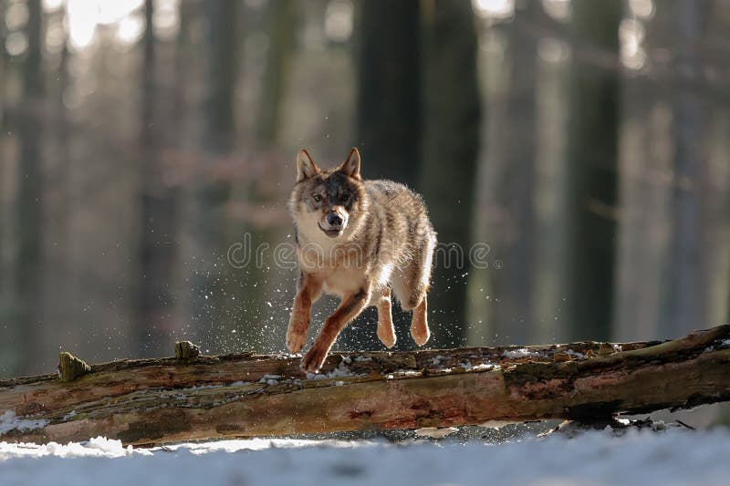 Male Eurasian Wolf (Canis Lupus Lupus) Fallen Tree Jump Stock Image ...
